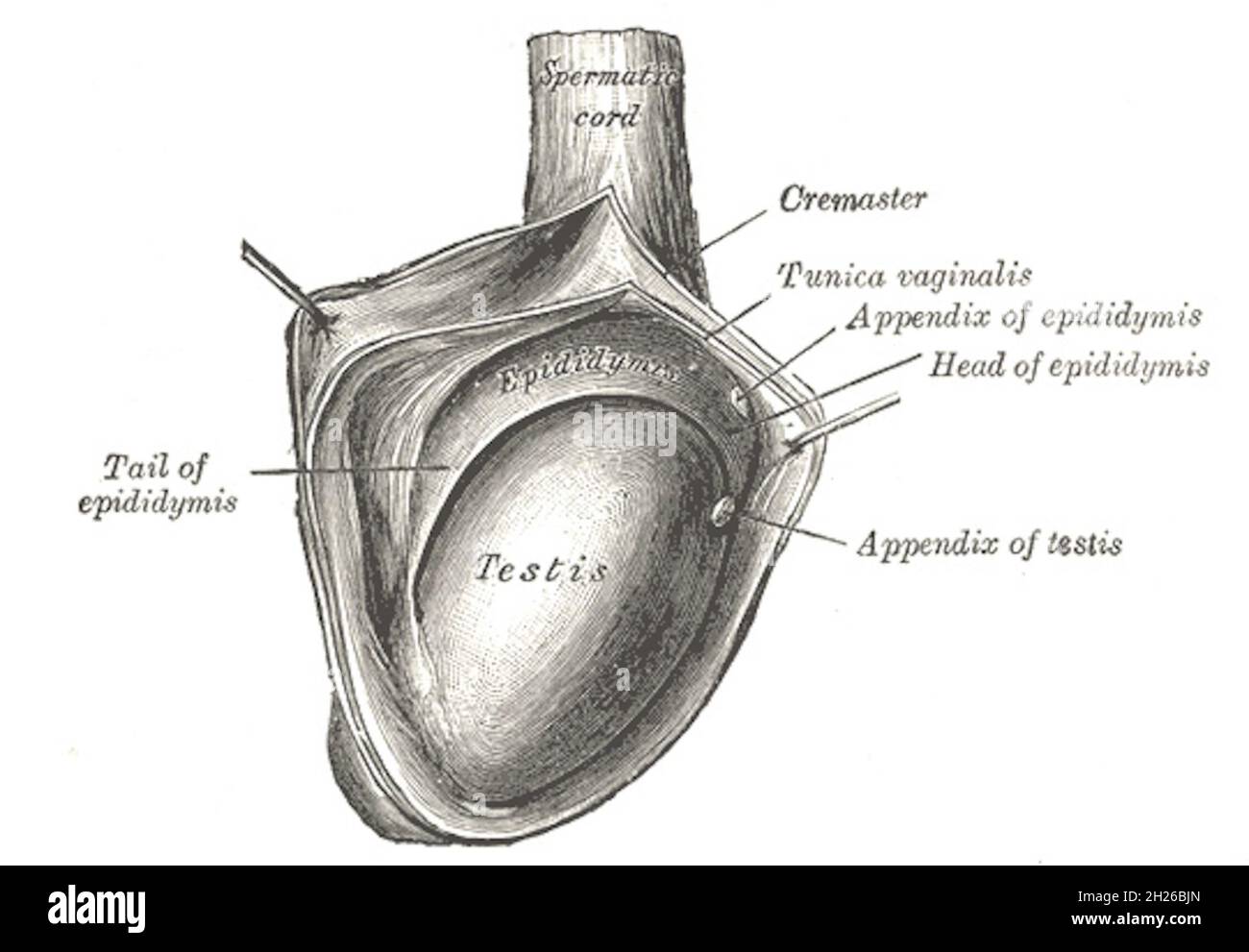 Testis testis Cut Out Stock Images & Pictures - Alamy