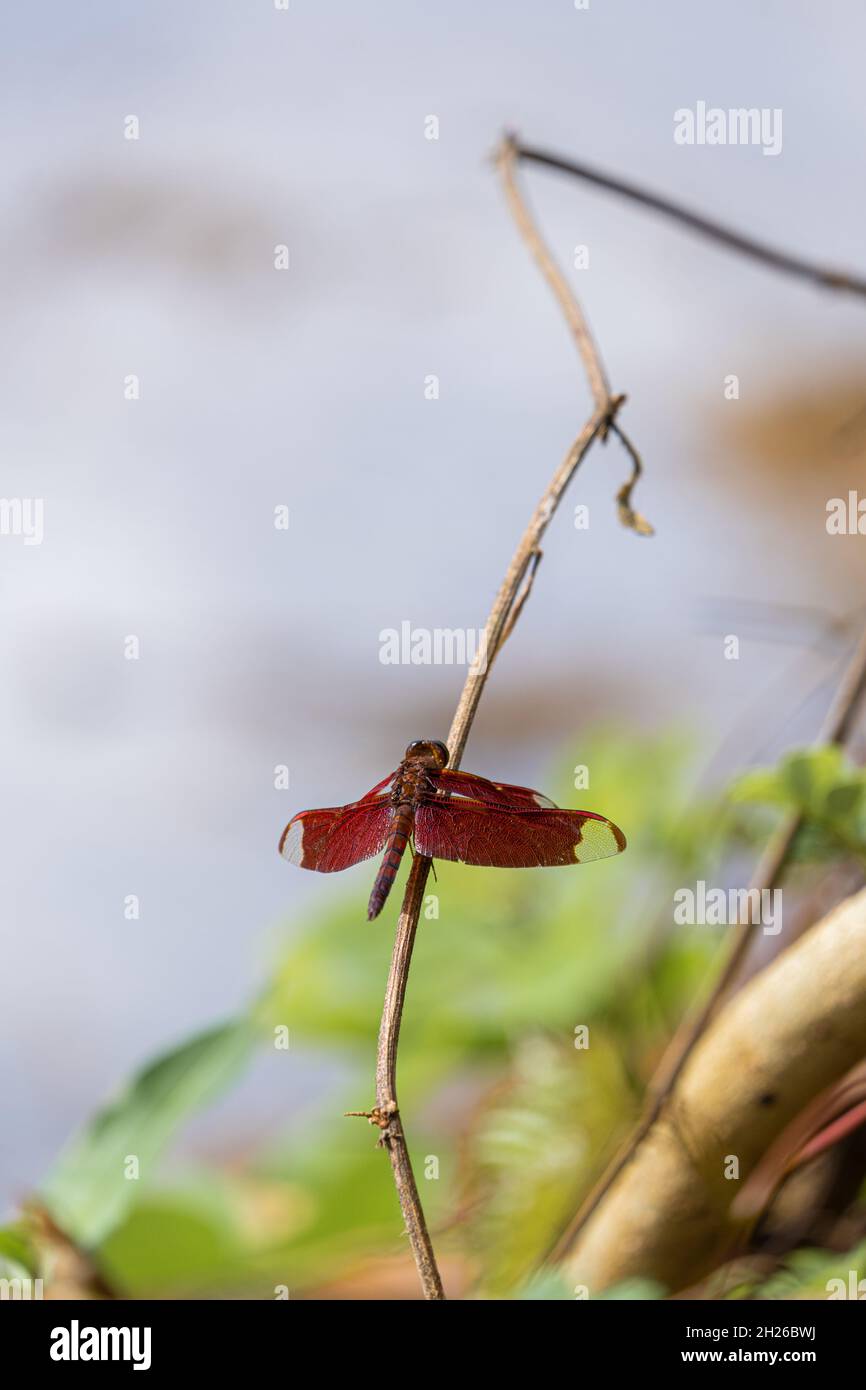 Dragonfly on plant hi-res stock photography and images - Alamy
