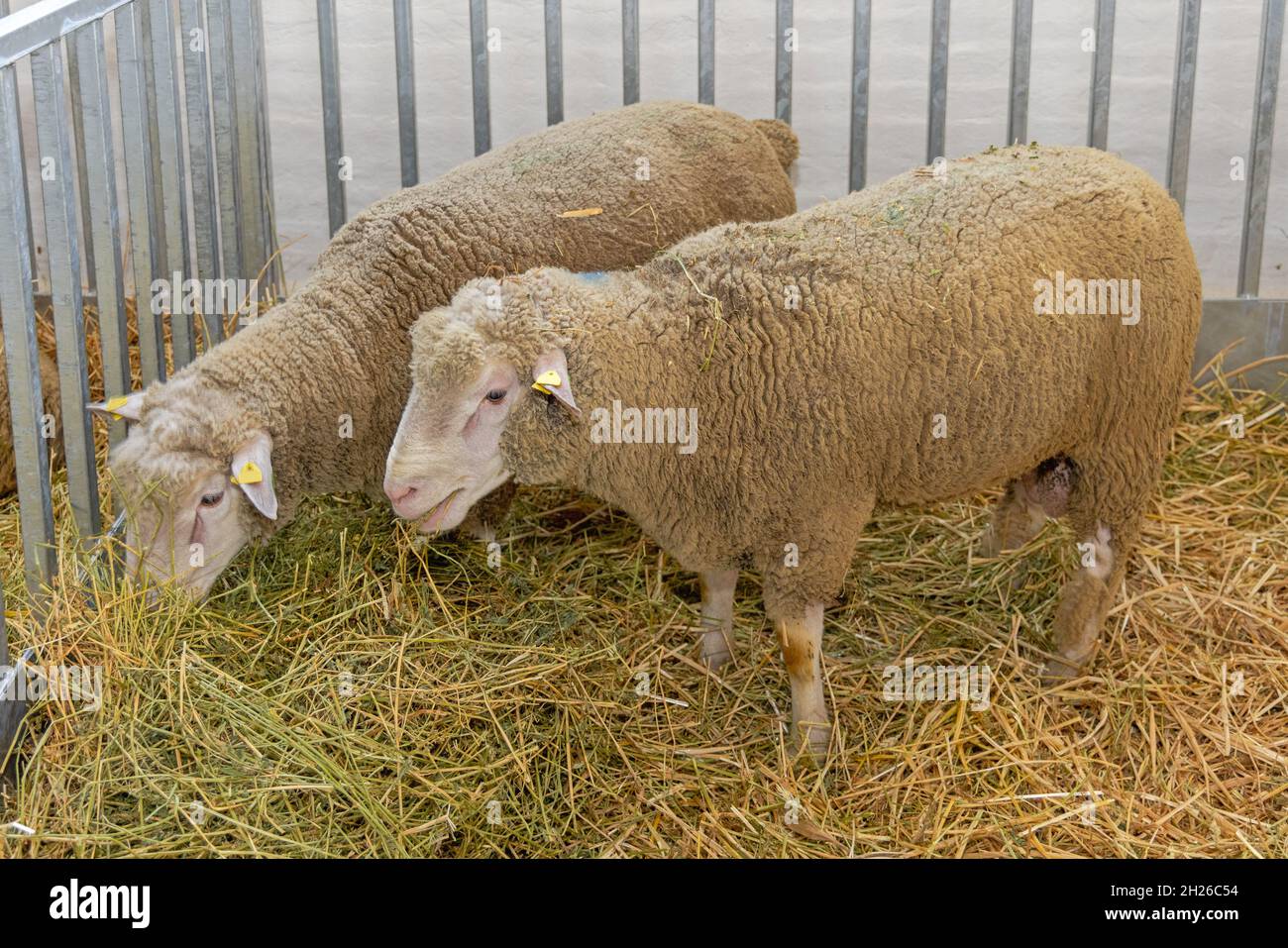 Two Sheep in Pen Enclosure at Animal Farm Stock Photo - Alamy