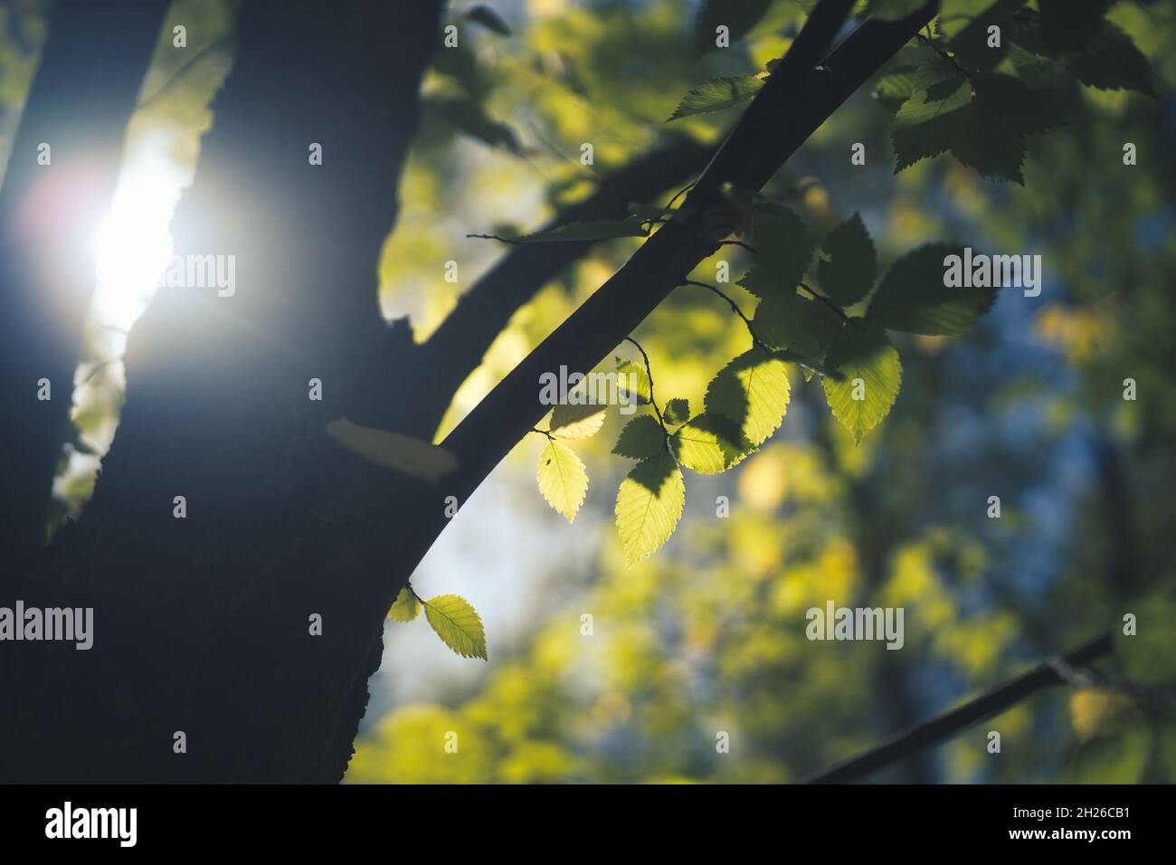 Sunlight shining through tree hi-res stock photography and images - Alamy