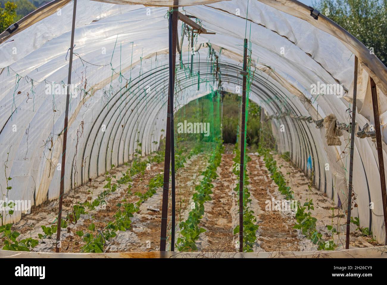 Polytunnel interior hi-res stock photography and images - Alamy