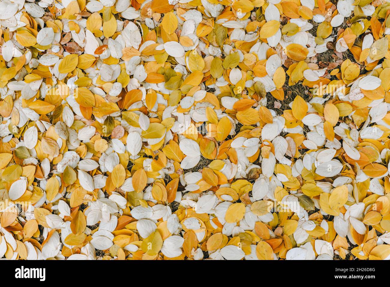 Faded colorful leaves on the ground. Autumn background. Background and ...