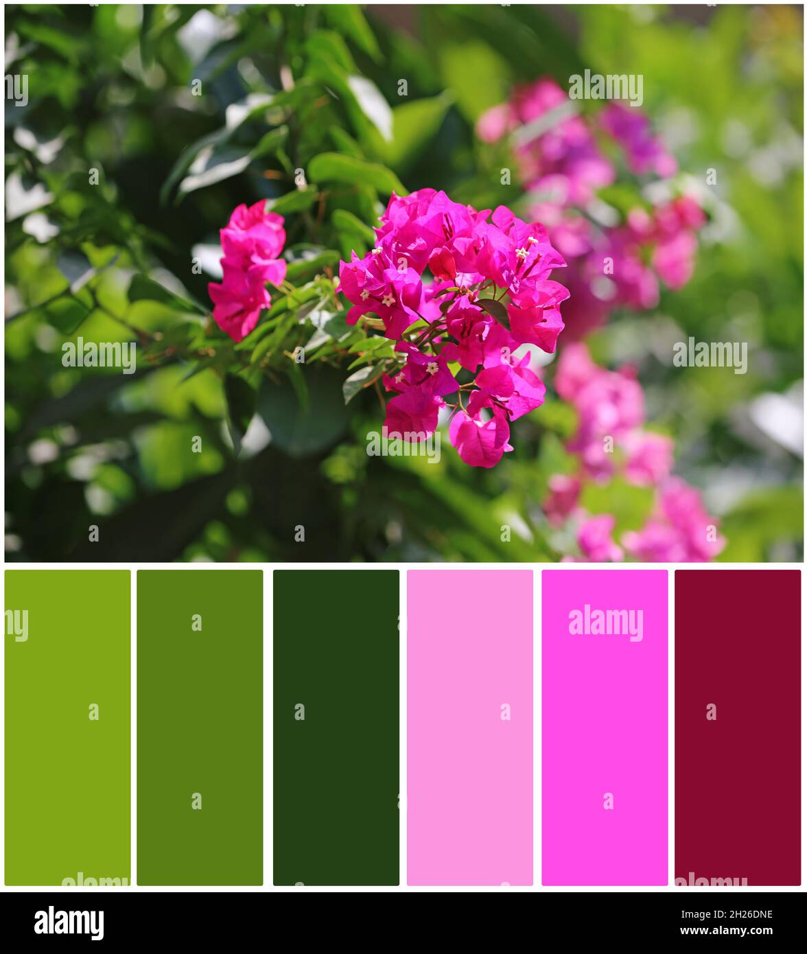 Shade shrub Cut Out Stock Images & Pictures - Alamy