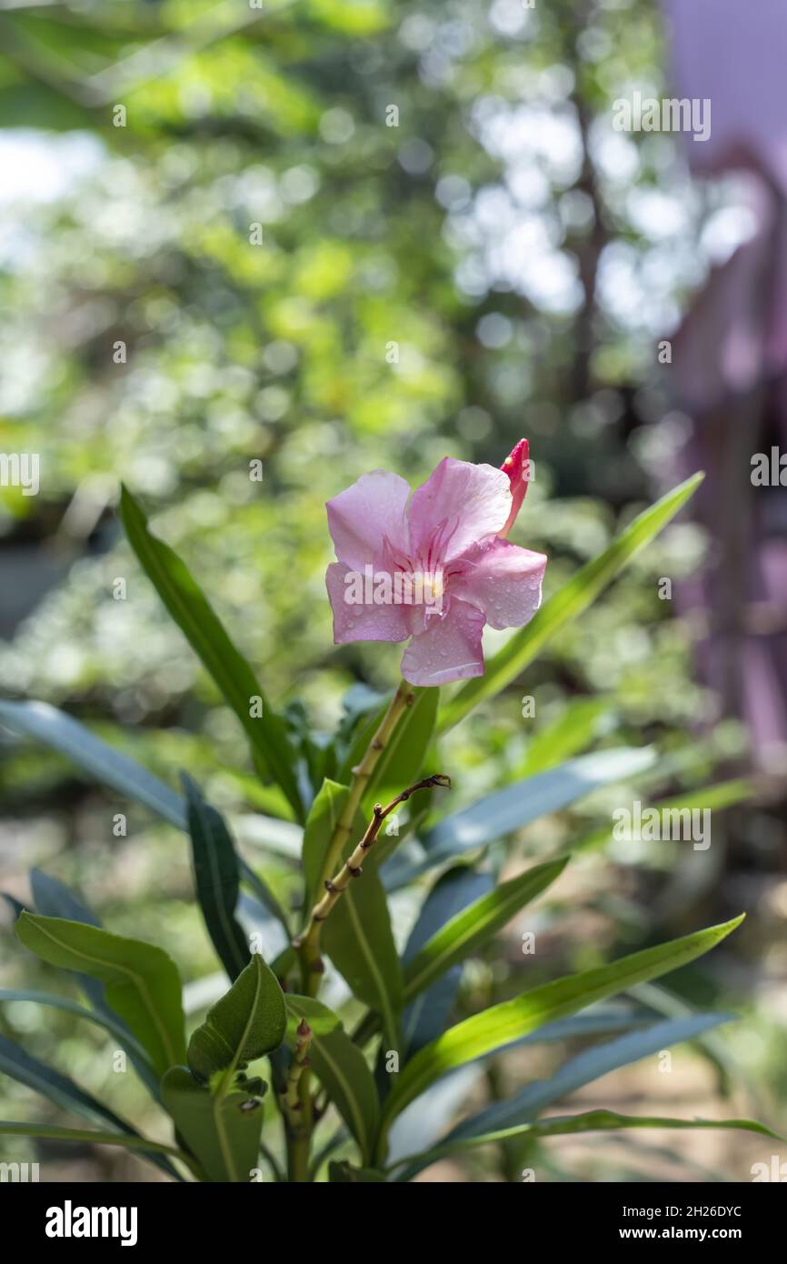 Closeup shot of a light pink oleander flower Stock Photo - Alamy