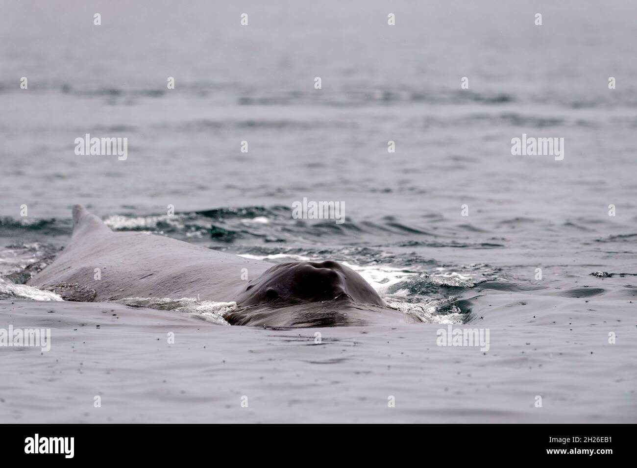 British columbia whale fish hi-res stock photography and images - Alamy