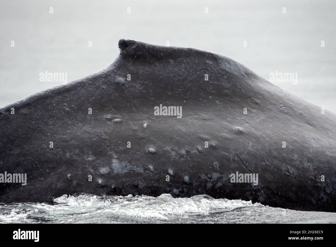 Humpback whale swimming in the water, Northern Vancouver Island, BC ...