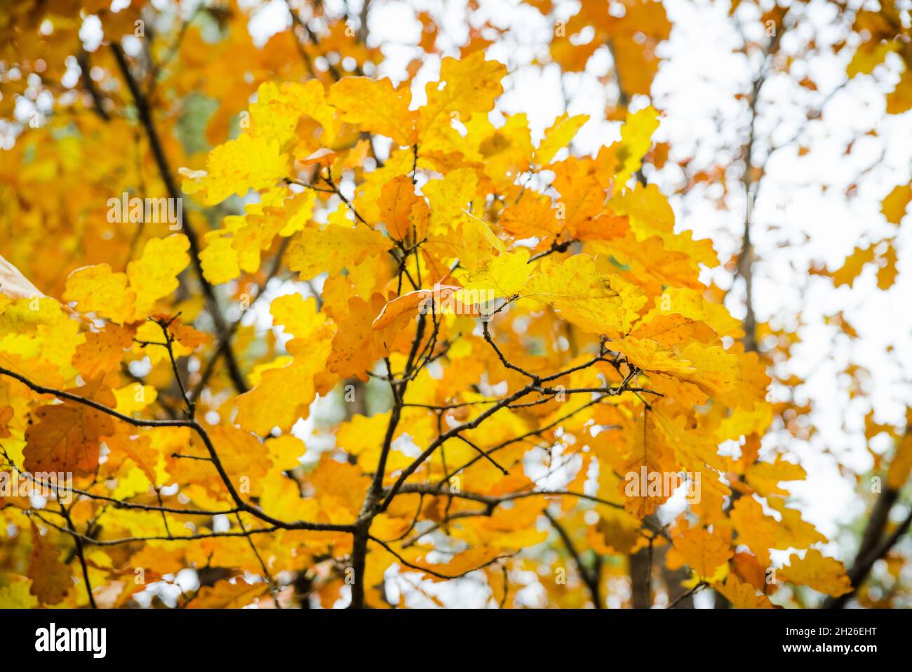 Golden oak tree hi-res stock photography and images - Alamy