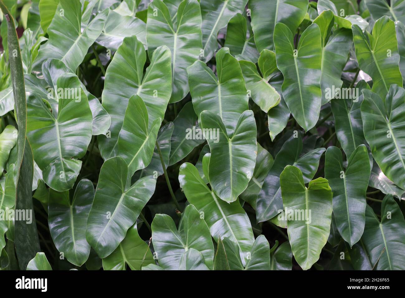 Alasania odor foliage (Night-scented lily or Giant upright elephant ear ...