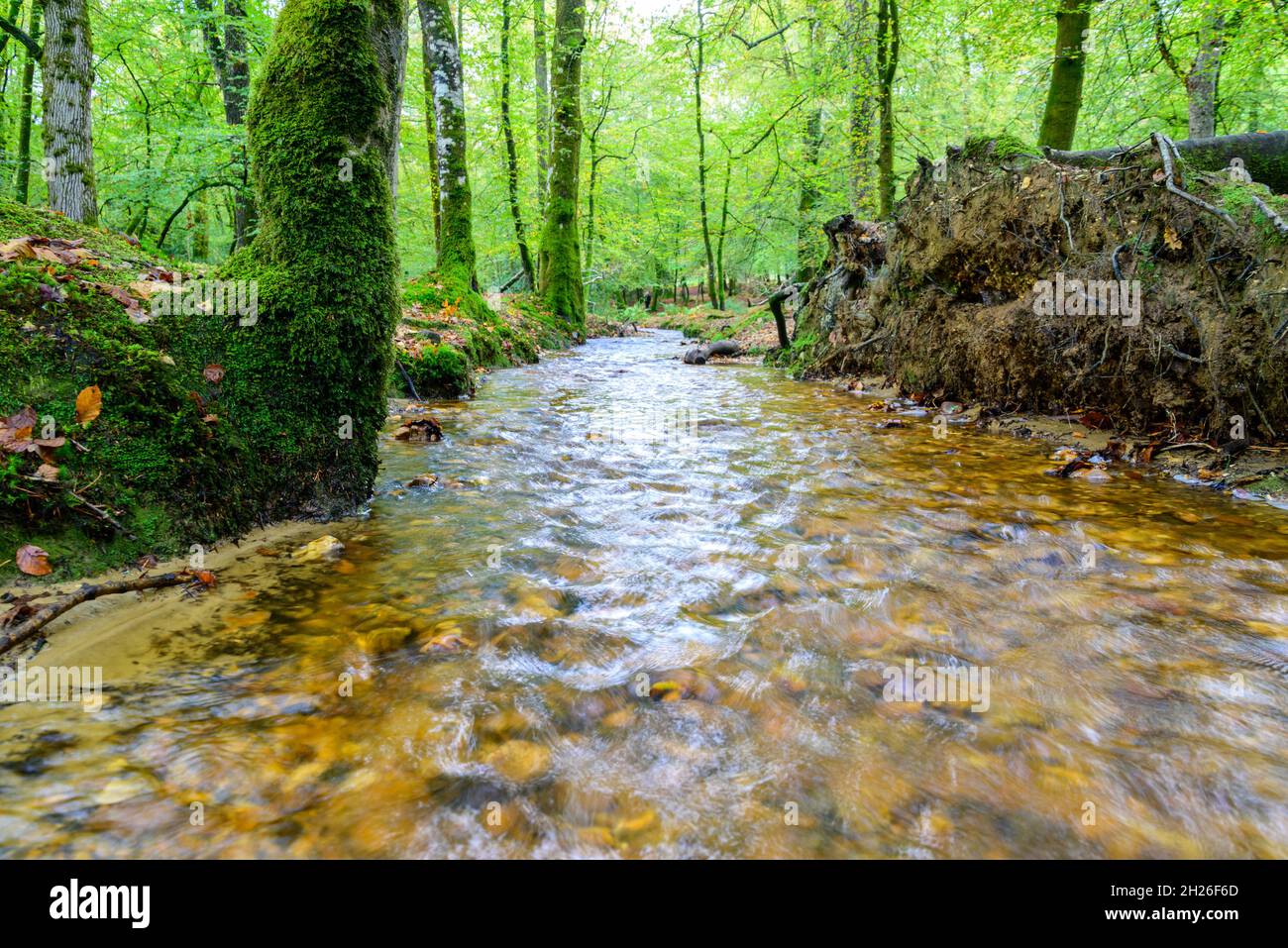 Stream running through trees Stock Photo - Alamy