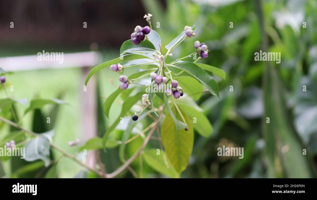 Beautiful purple small fruits on a small plant called green mosaic ...