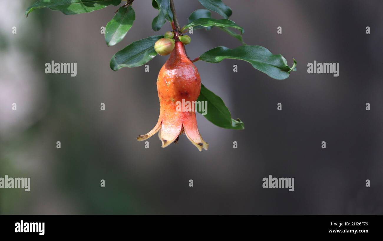 Beautiful pomegranate tree hi-res stock photography and images - Alamy