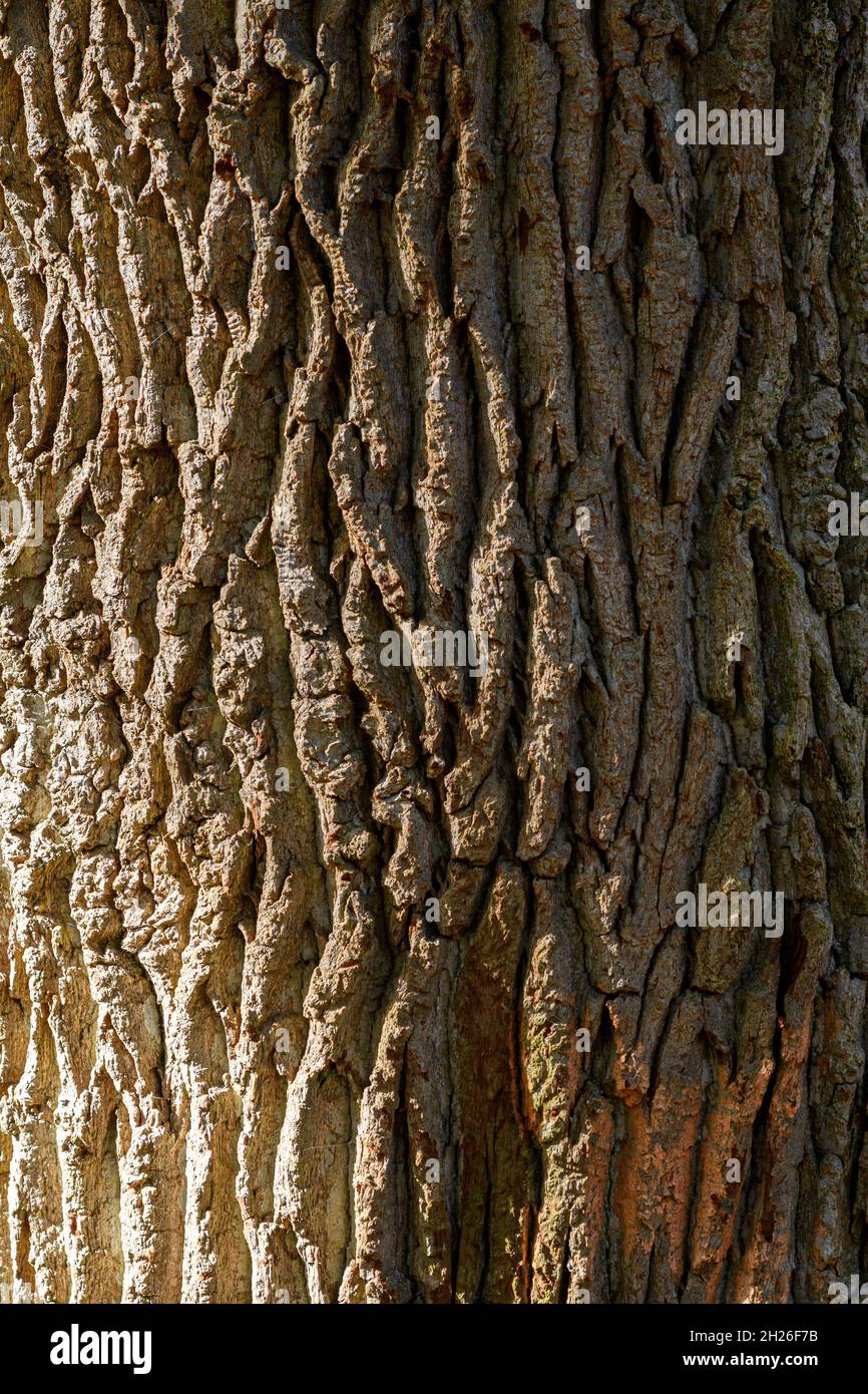 Tree bark natural pattern Stock Photo - Alamy