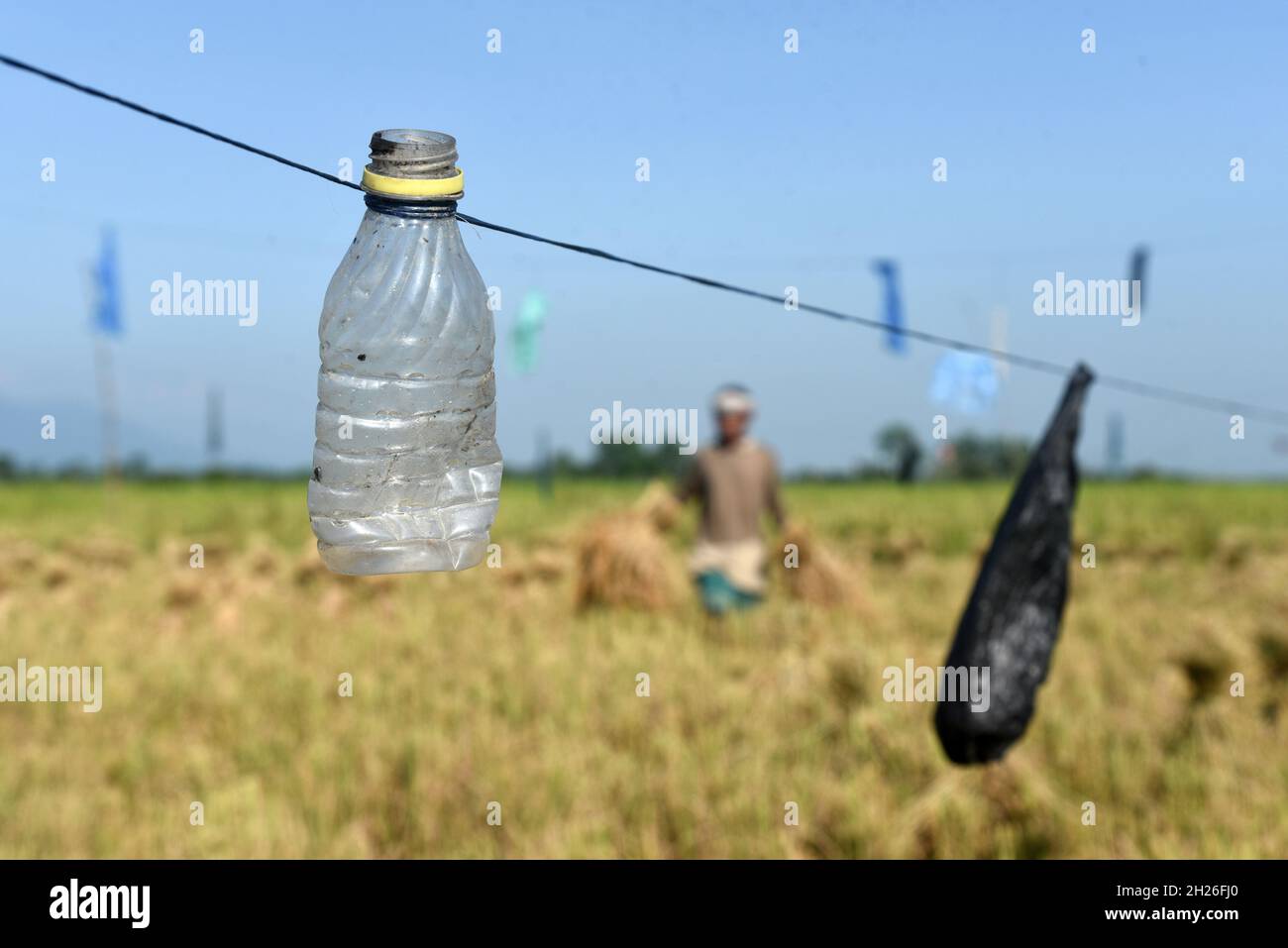 Plastic bags, sheets and bottles are hanged over a paddy field to ...