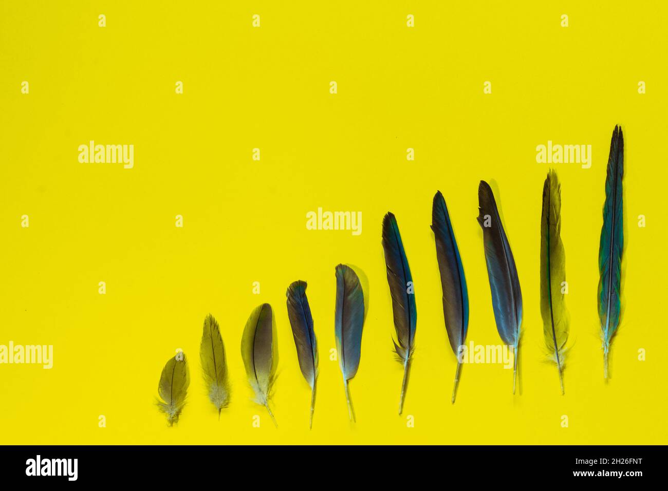 Feathers lie from smallest to longest in a row against a yellow ...