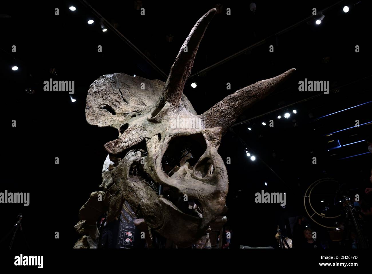 Big john triceratops hi-res stock photography and images - Alamy