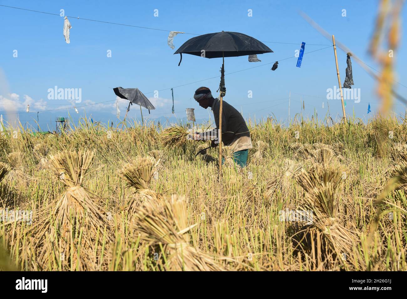Rice cultivation assam hi-res stock photography and images - Alamy
