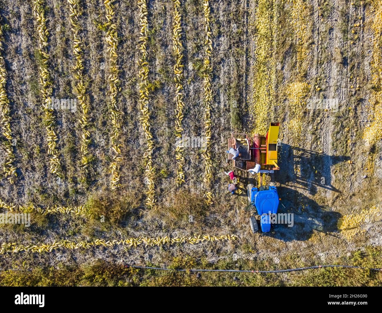 Beautiful shot of a pumpkin harvest in a field during the day Stock ...