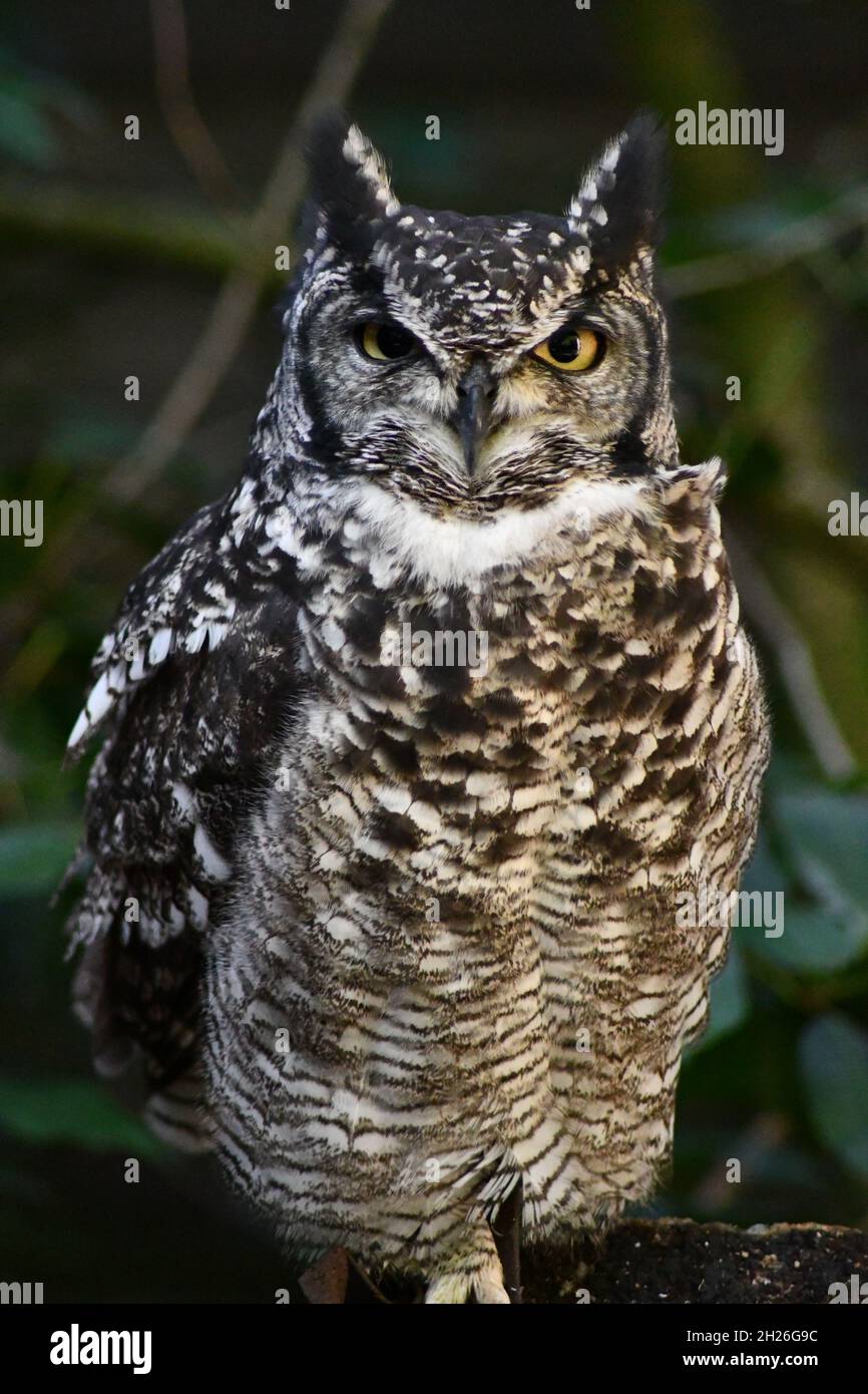American eagle owl hi-res stock photography and images - Alamy