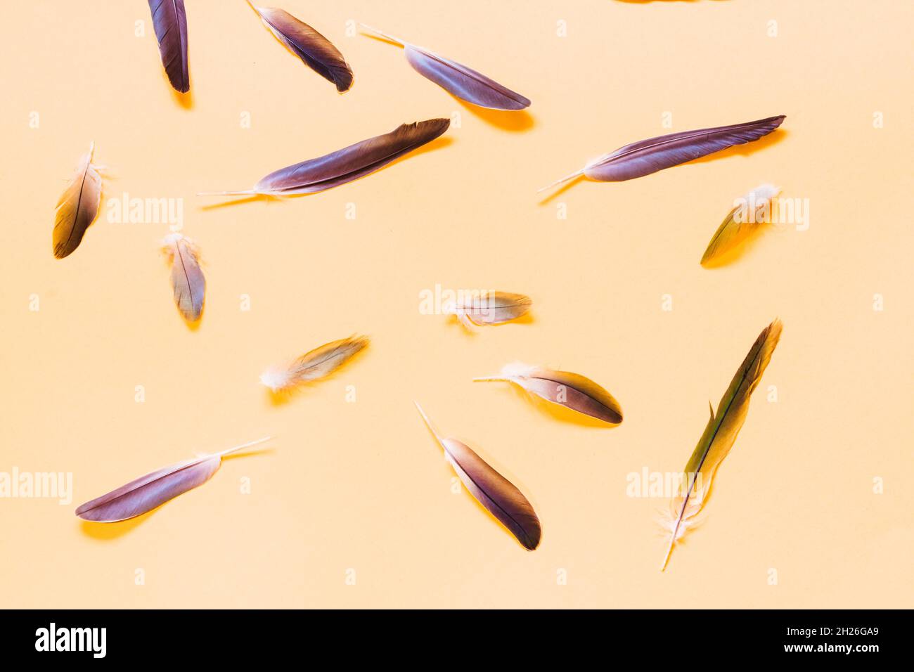 Parrot feathers hi-res stock photography and images - Alamy