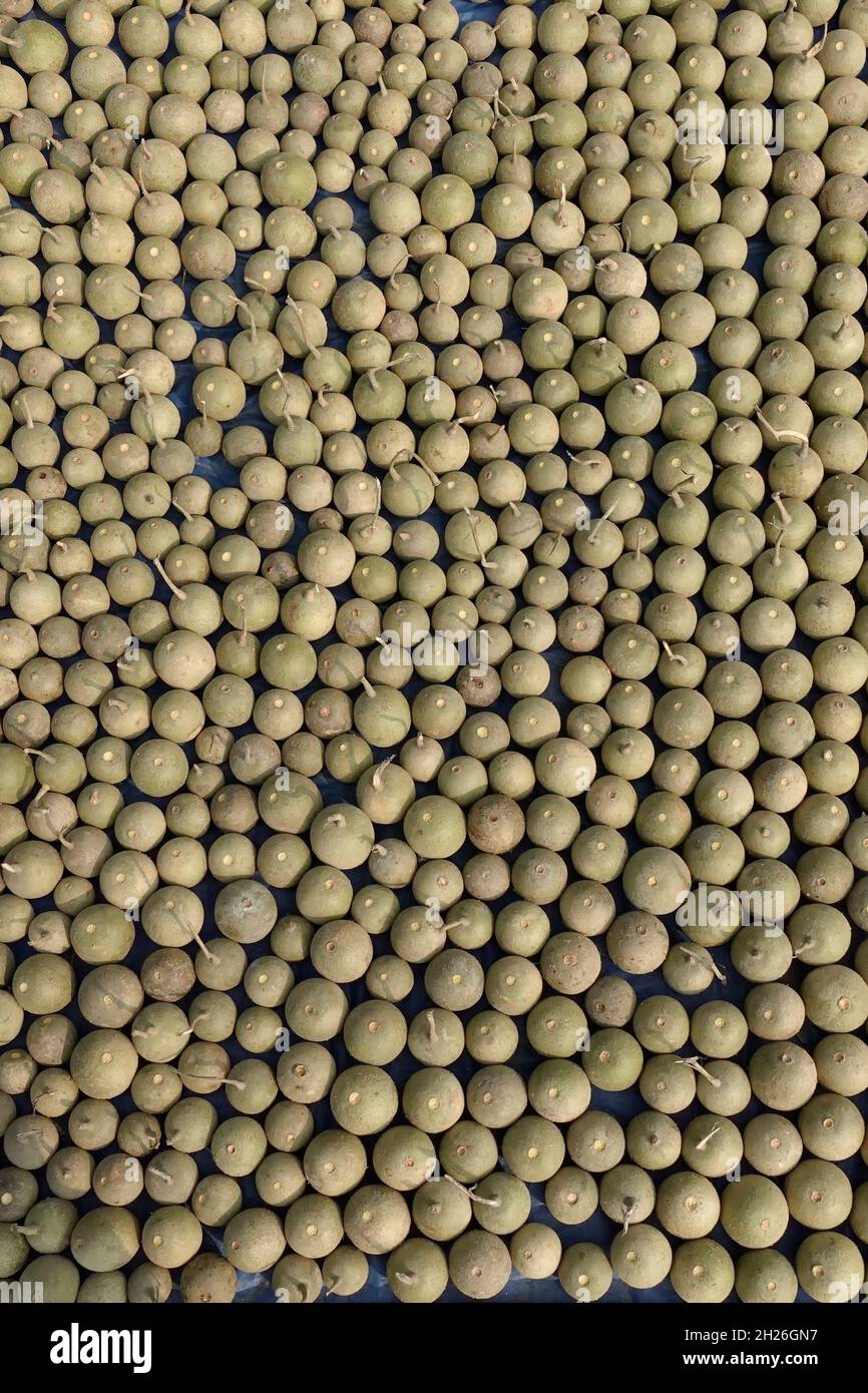 Ripe Wood Apple fruits (Limonia Acidissima) are lined up under the open ...