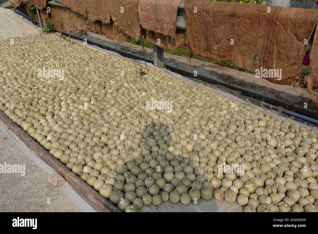 Ripe Wood Apple fruits (Limonia Acidissima) are lined up under the open ...