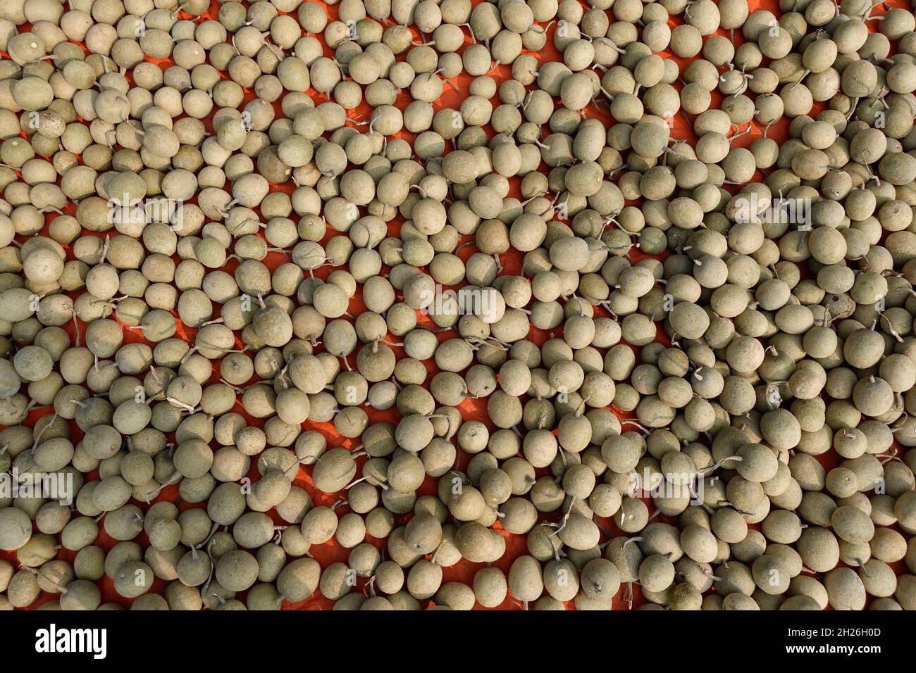 Ripe Wood Apple fruits (Limonia Acidissima) are lined up under the open ...