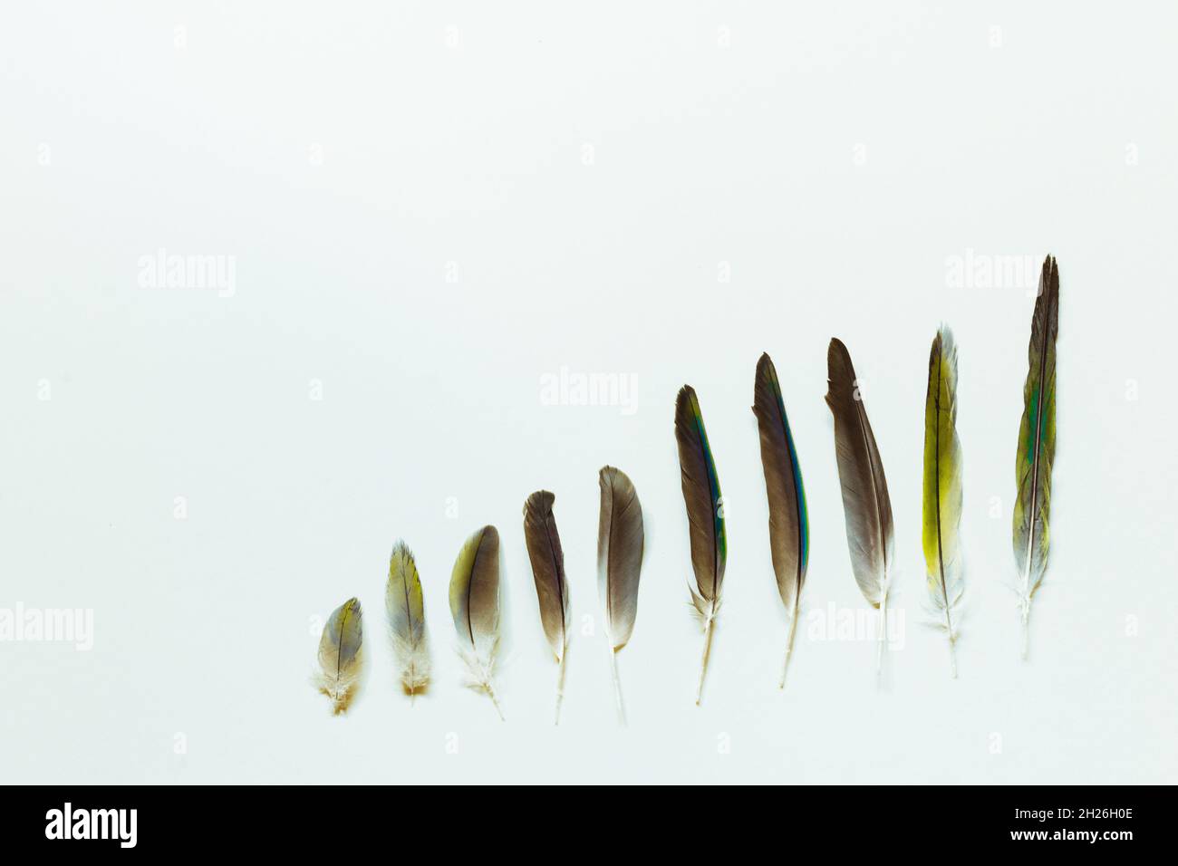 Feathers lie from smallest to longest in a row against a white ...