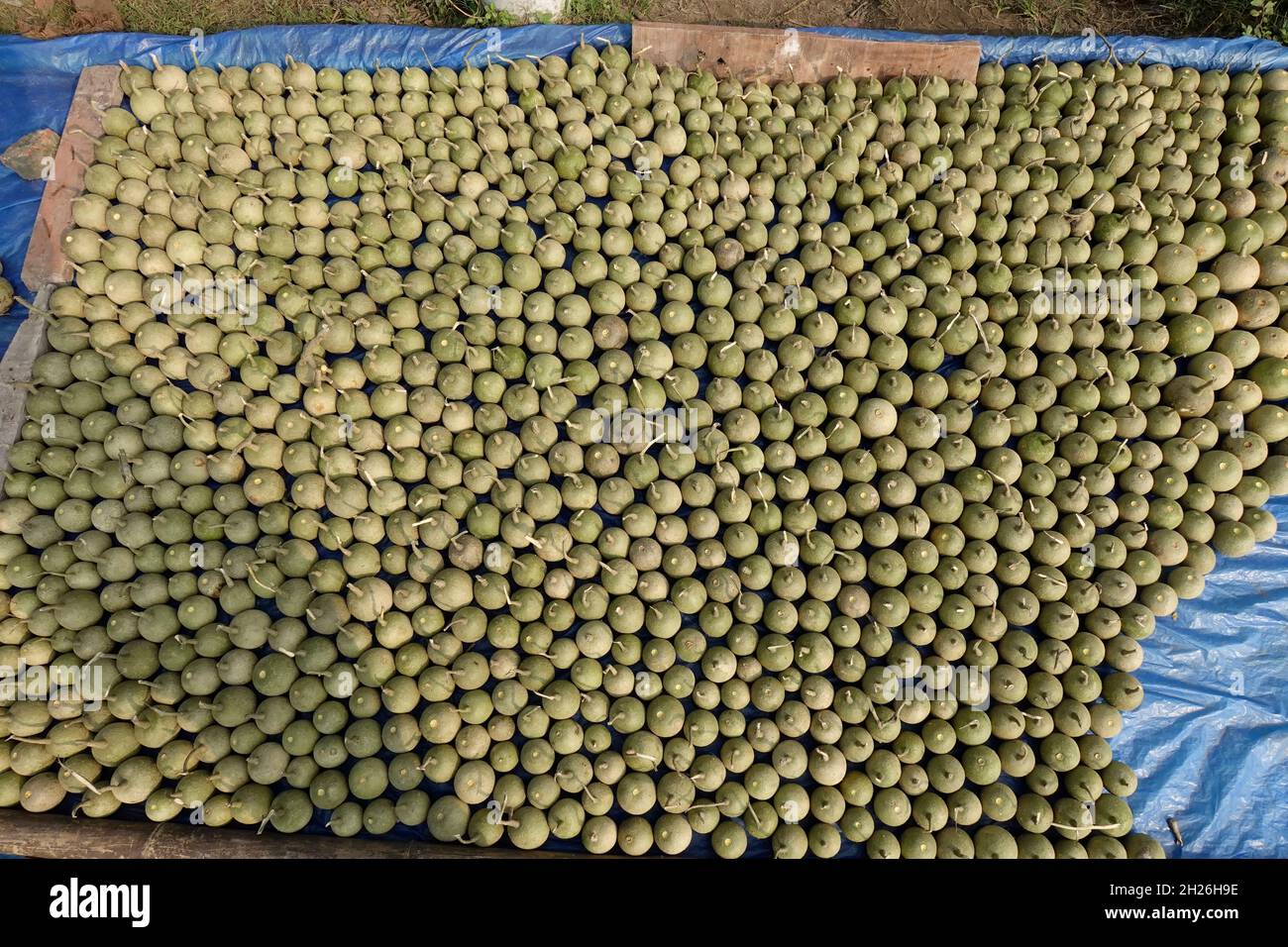 Ripe Wood Apple fruits (Limonia Acidissima) are lined up under the open ...