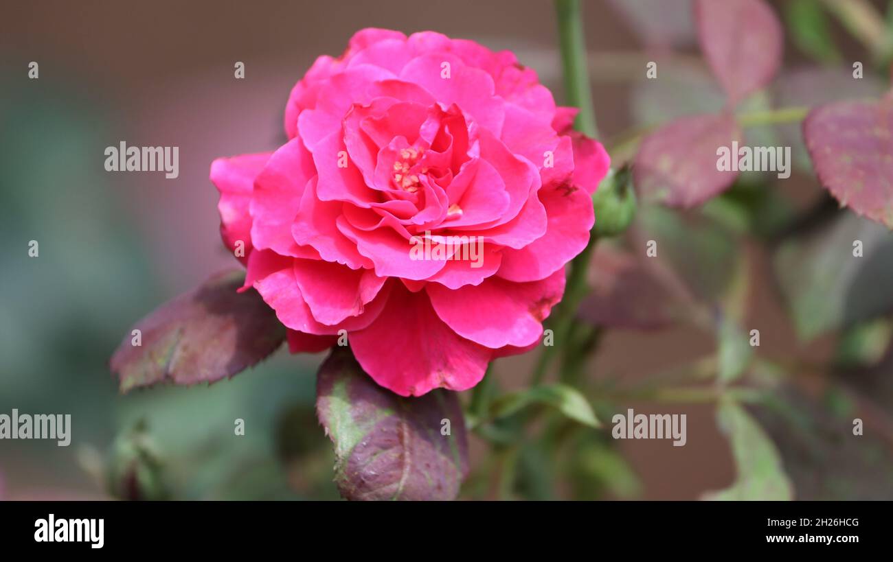 Against the background of beautiful young red rose flower rose leaves ...