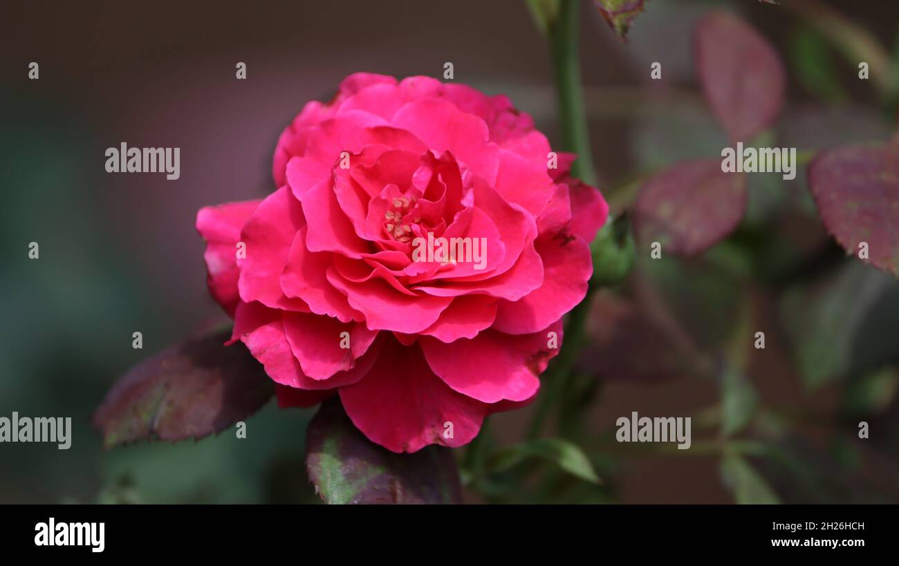 Against the background of beautiful young red rose flower rose leaves ...