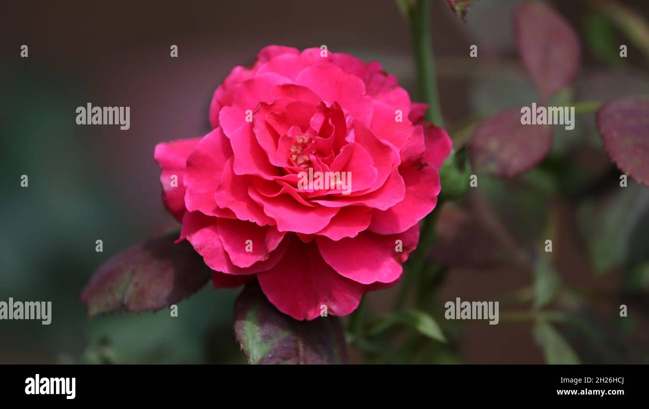 Against the background of beautiful young red rose flower rose leaves ...