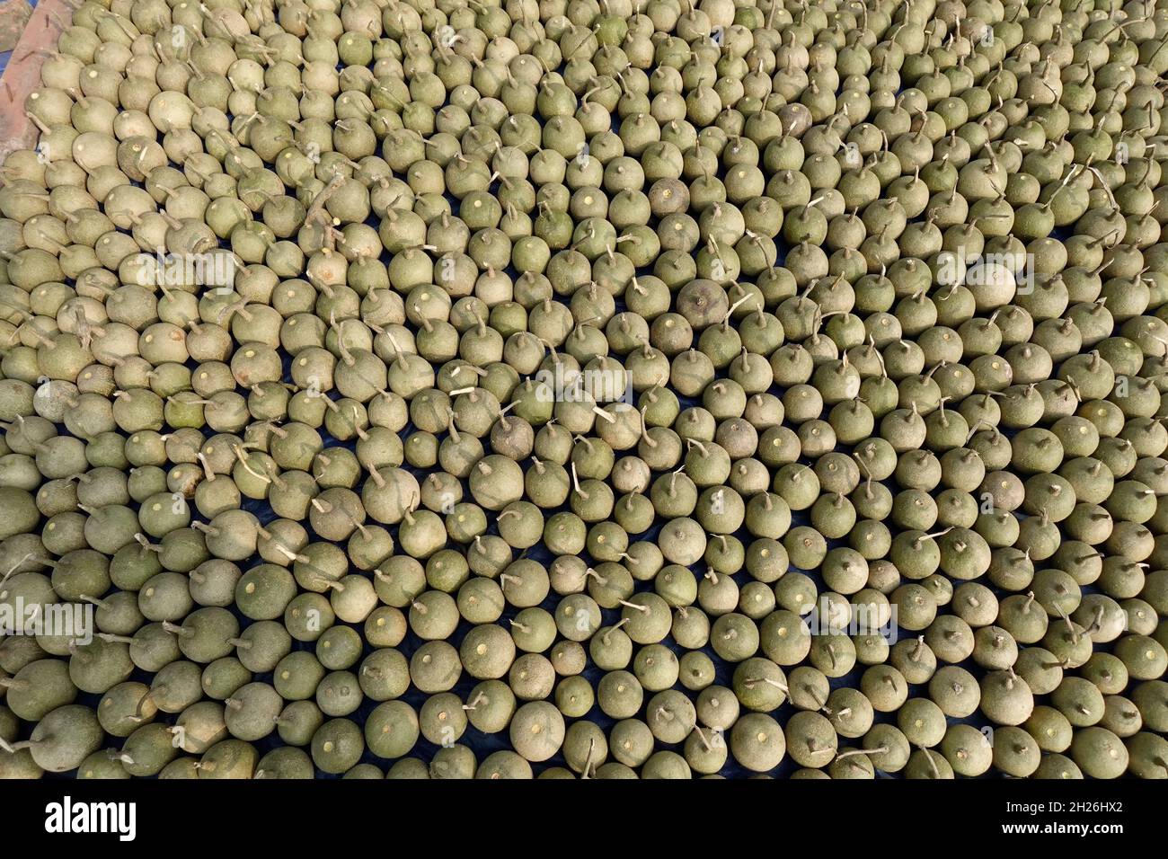 Ripe Wood Apple fruits (Limonia Acidissima) are lined up under the open ...