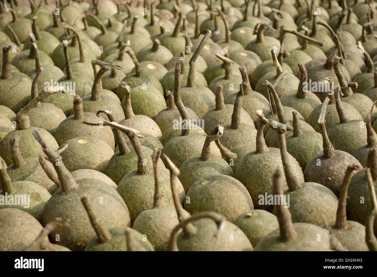 Ripe Wood Apple fruits (Limonia Acidissima) are lined up under the open ...