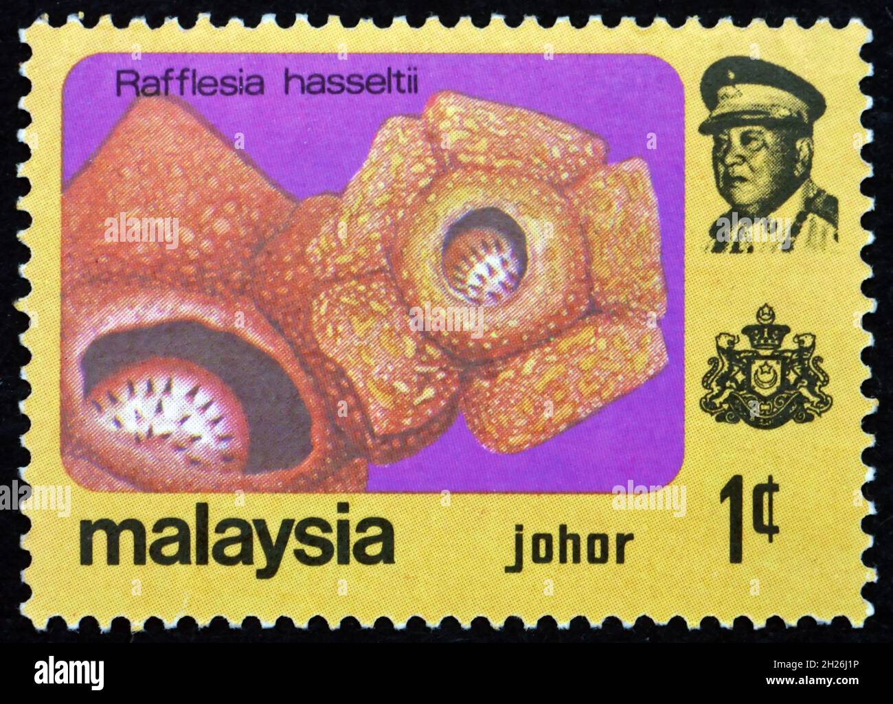 MALAYA - CIRCA 1979: a stamp printed in Malaya shows Rafflesia ...