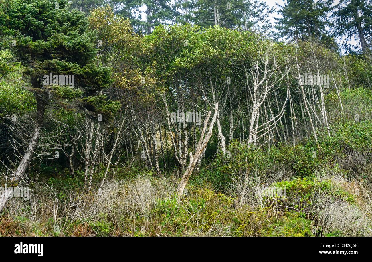 Windblown trees hi-res stock photography and images - Alamy