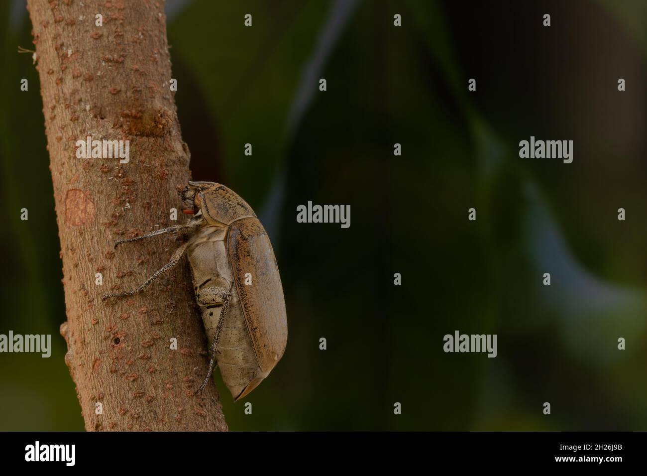 A sugarcane white grub or Lepidiota stigma climbing a tree trunk in the ...