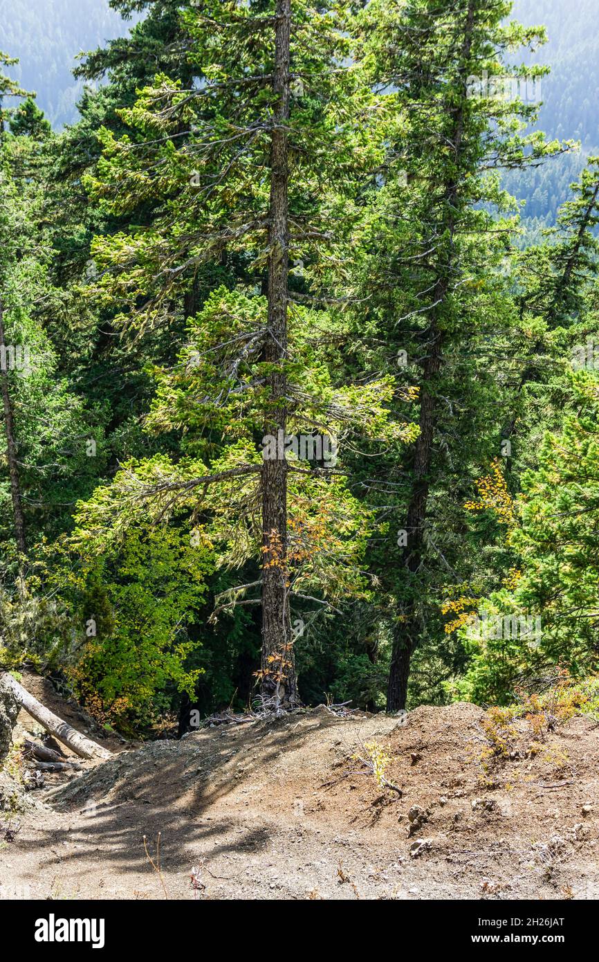 Tree grow on a steep slope at Hurricane Ridge in Washington State Stock ...