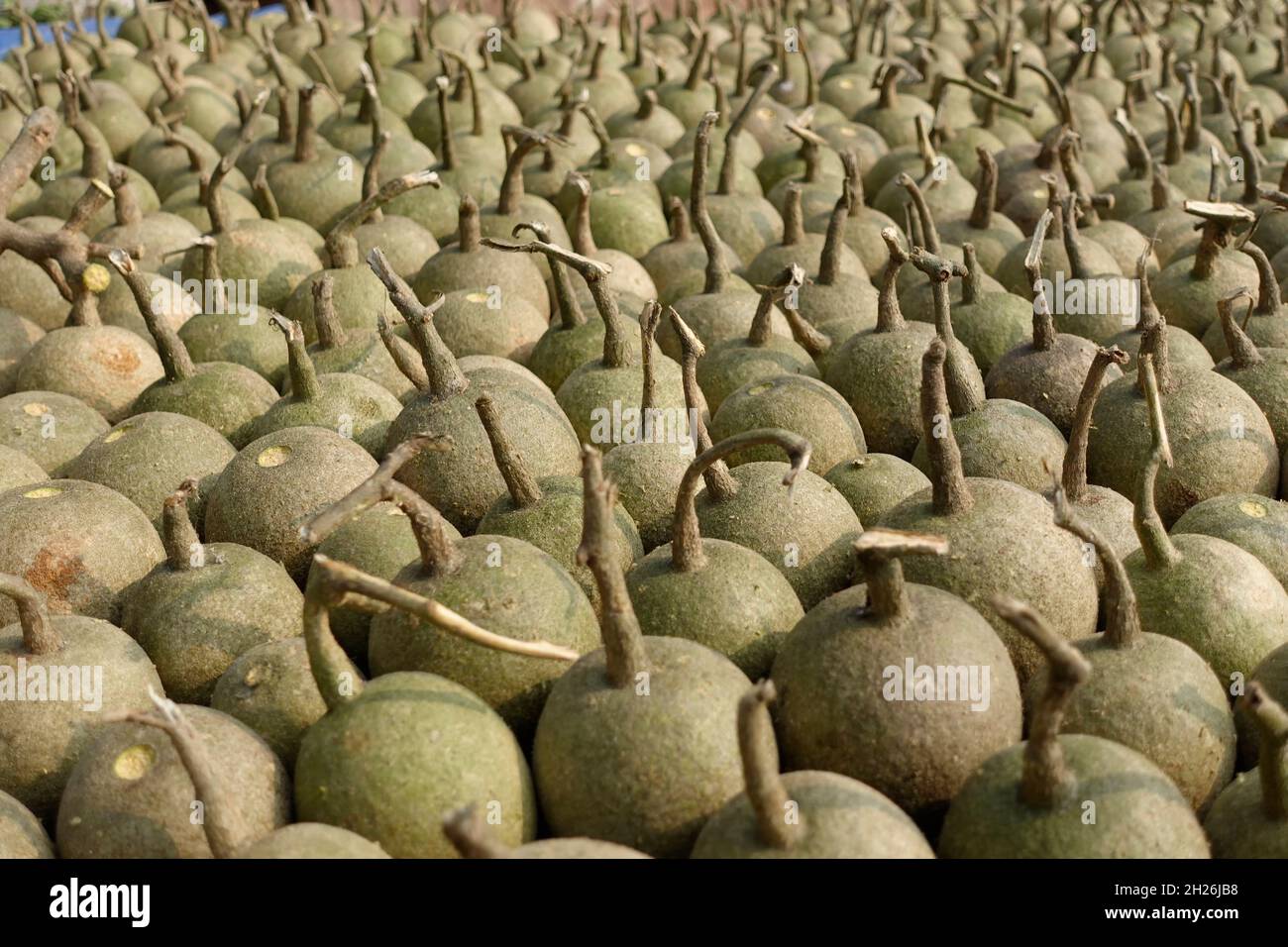 Ripe Wood Apple fruits (Limonia Acidissima) are lined up under the open ...