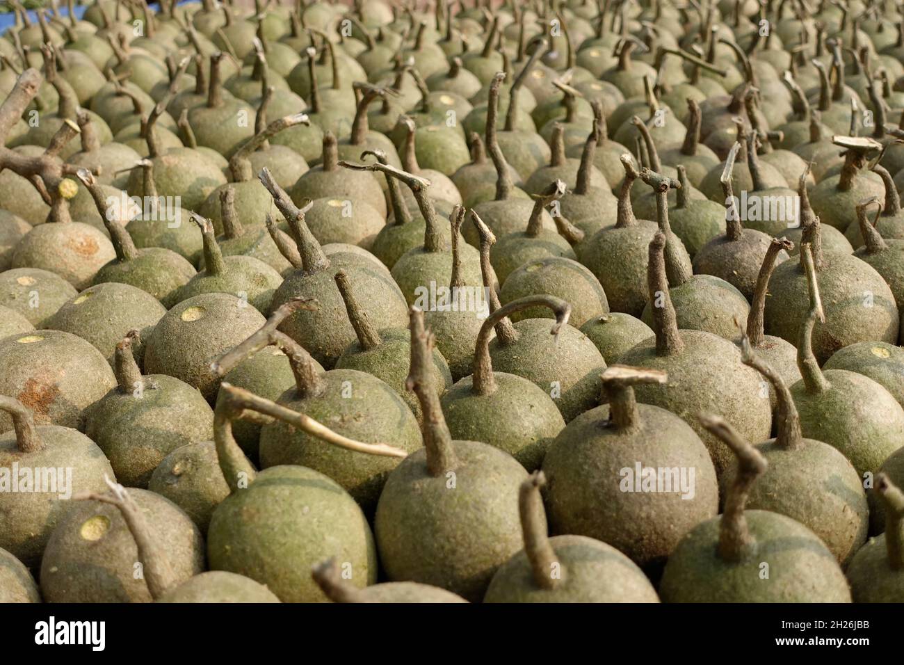 Ripe Wood Apple fruits (Limonia Acidissima) are lined up under the open ...