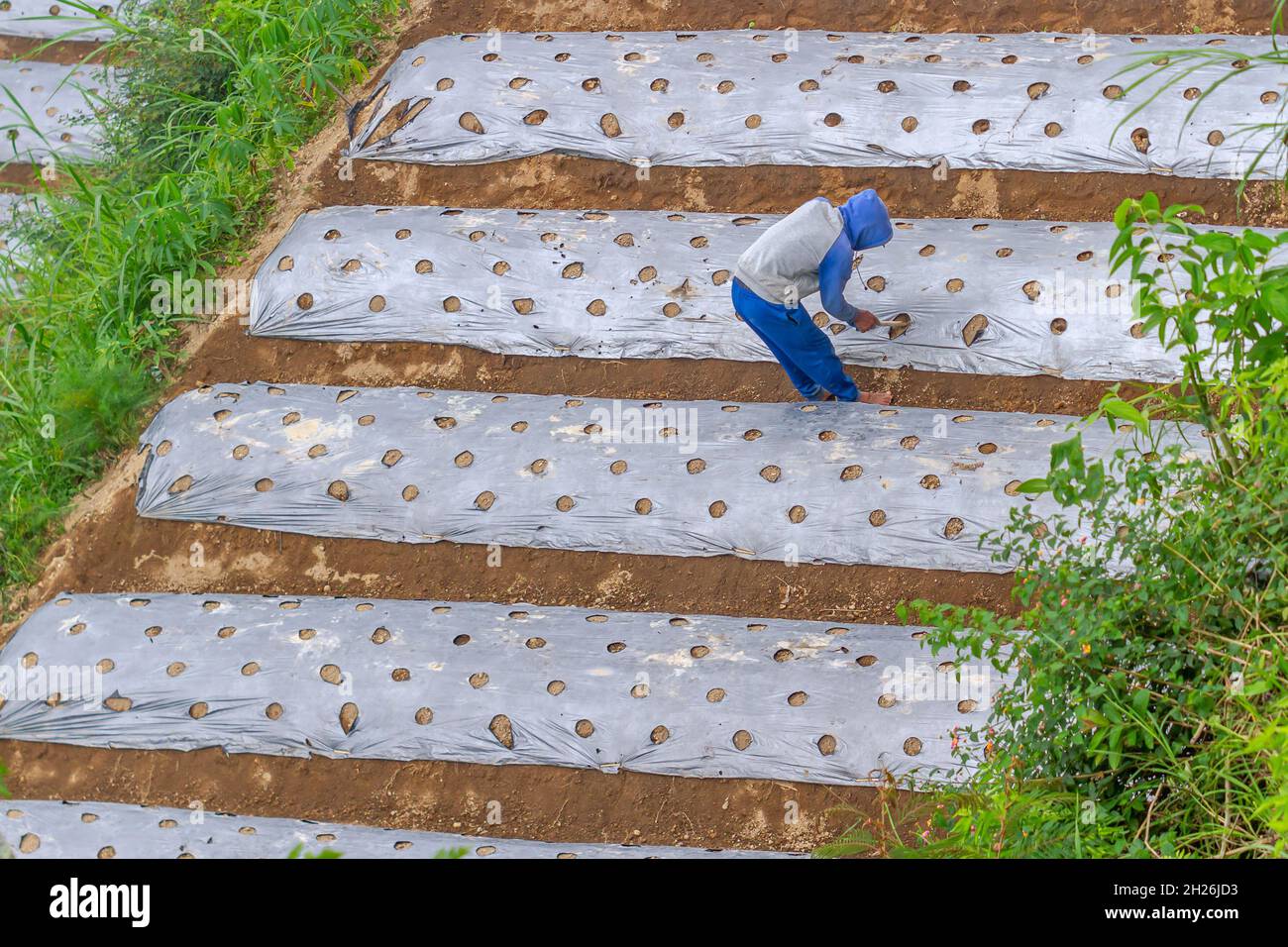Plastic garden film hi-res stock photography and images - Alamy