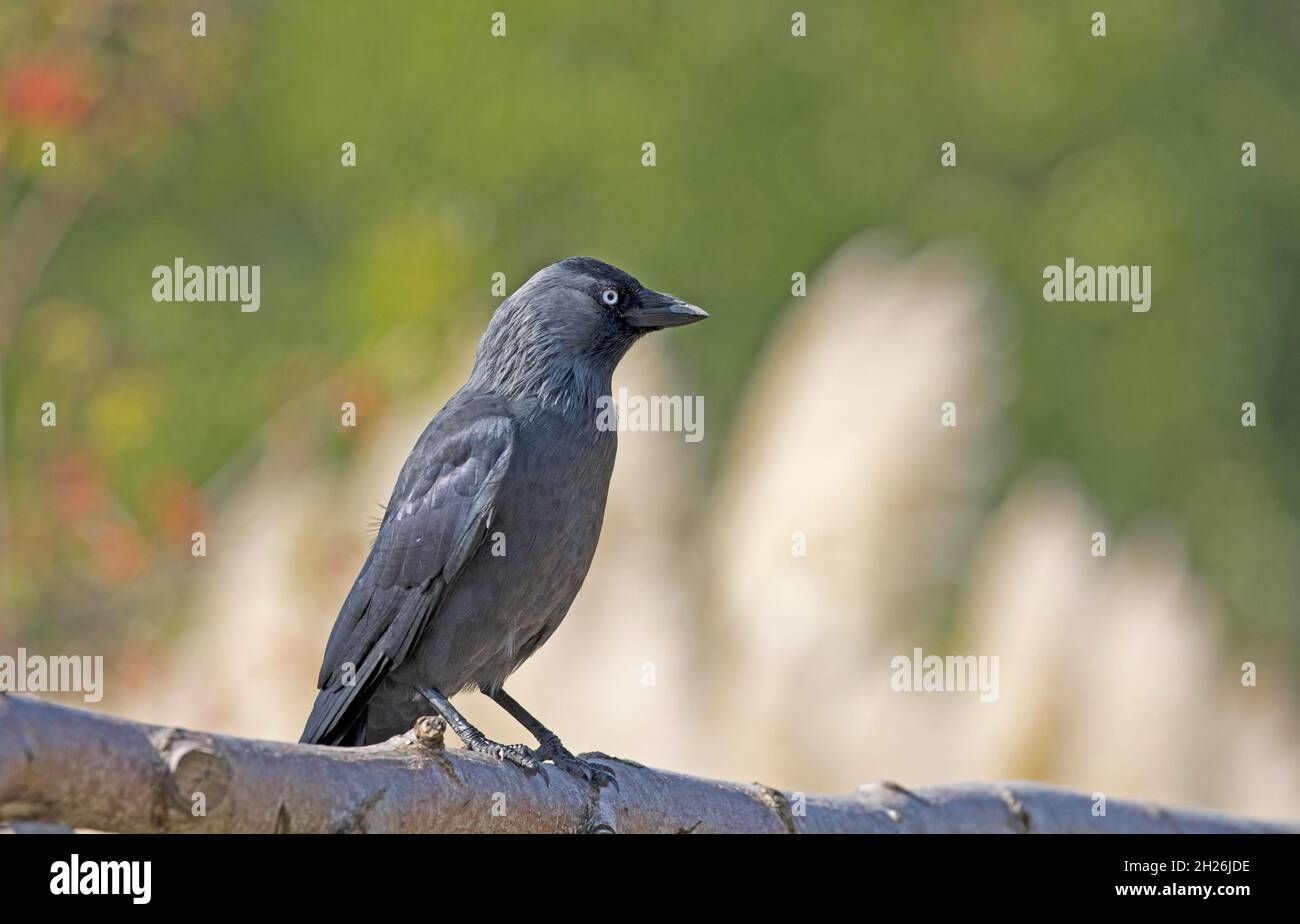 Corvus monedula eurasian jackdaw bird hi-res stock photography and ...