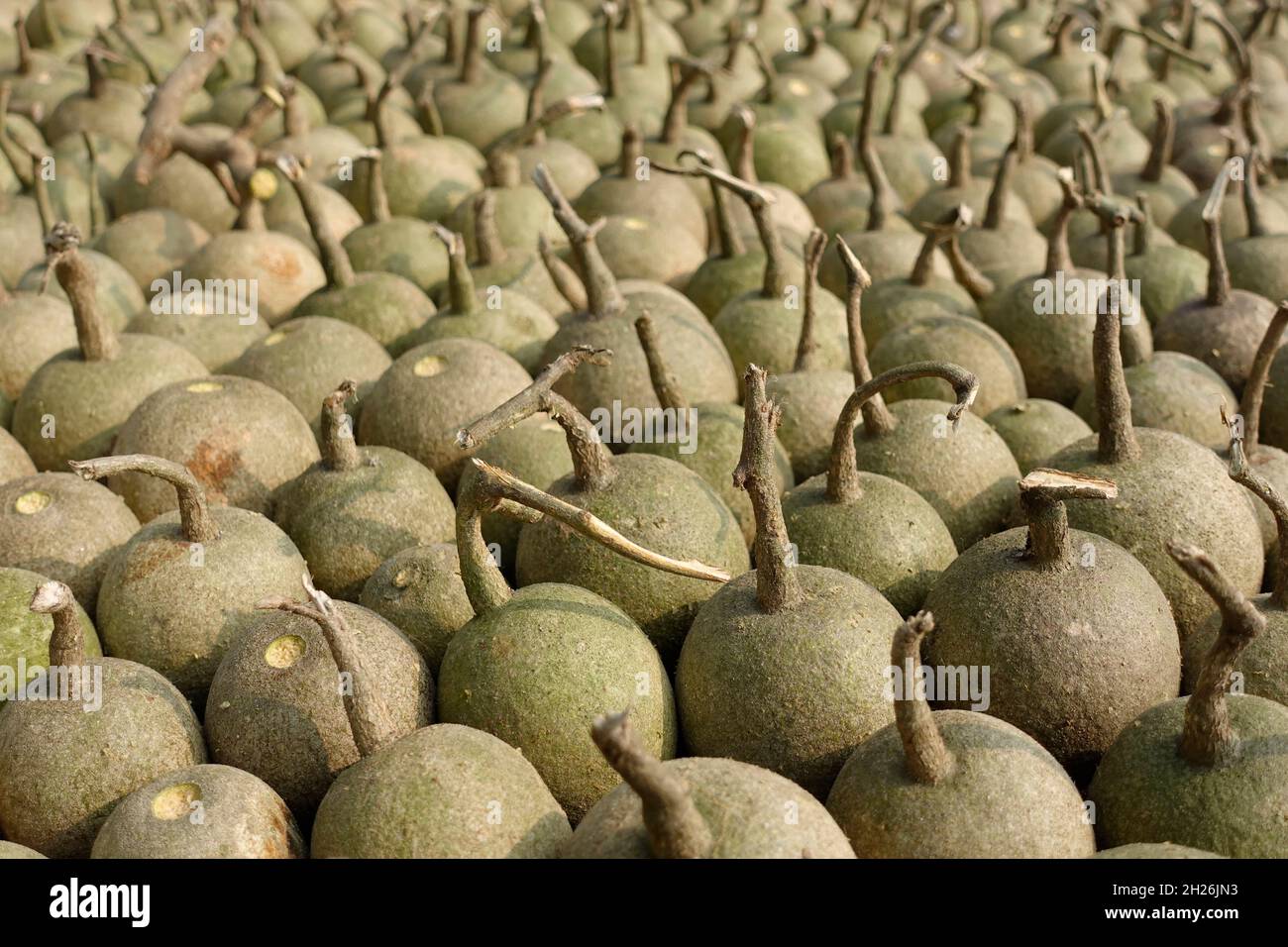 Ripe Wood Apple fruits (Limonia Acidissima) are lined up under the open ...