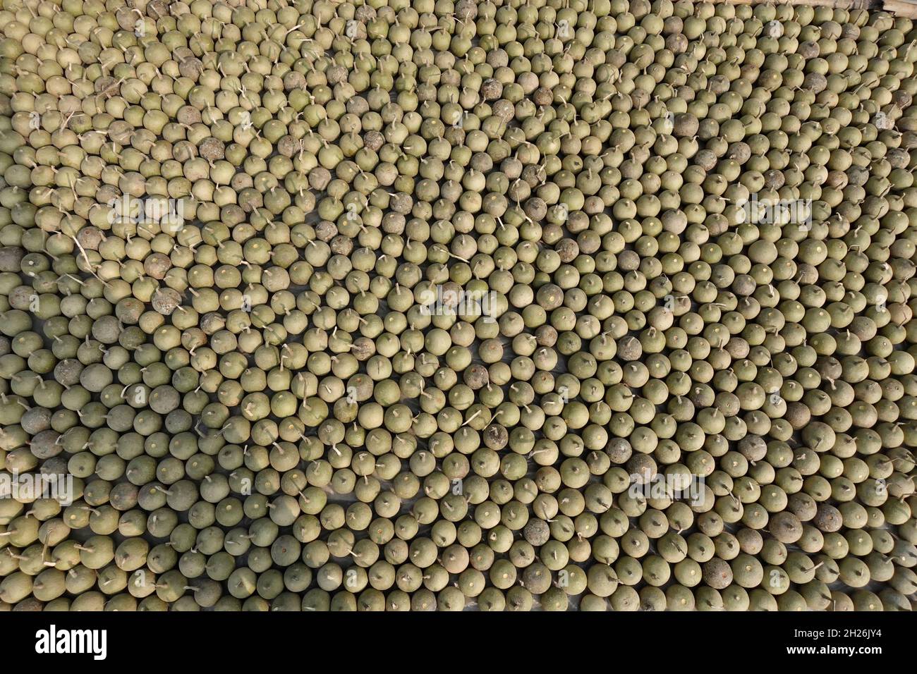 Ripe Wood Apple fruits (Limonia Acidissima) are lined up under the open ...