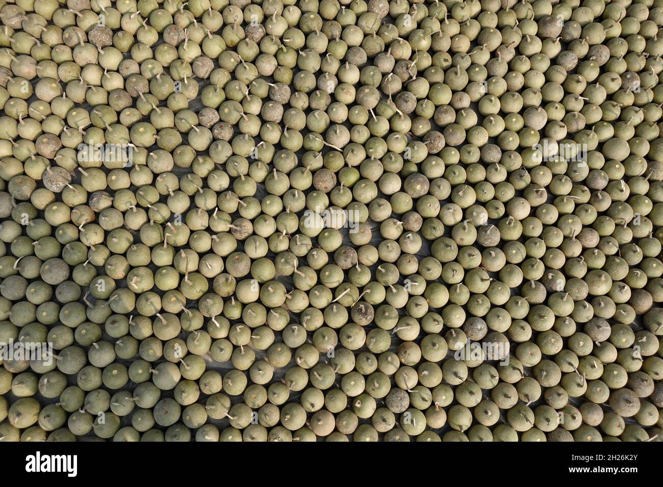 Ripe Wood Apple fruits (Limonia Acidissima) are lined up under the open ...