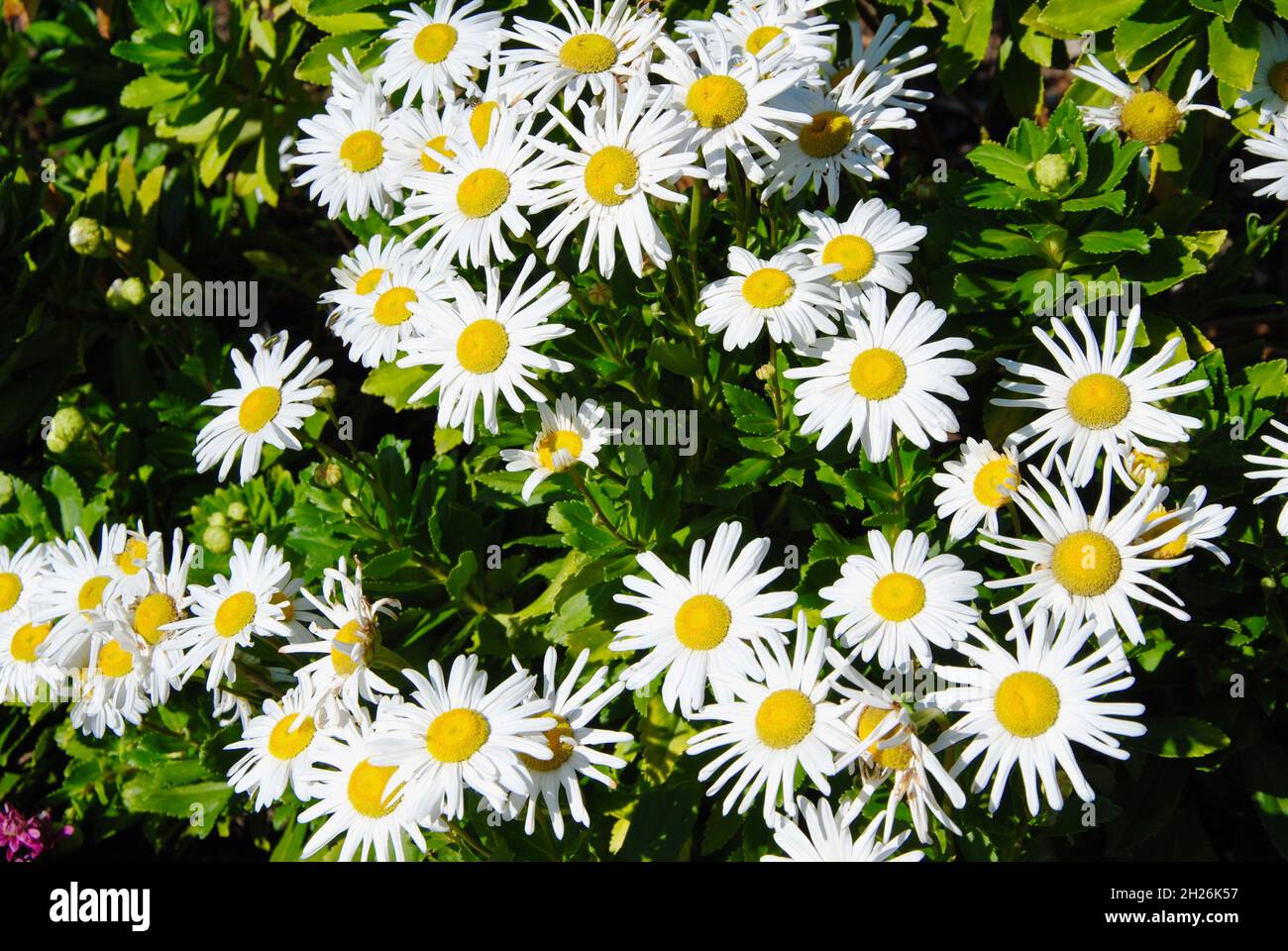 Montauk daisies hi-res stock photography and images - Alamy