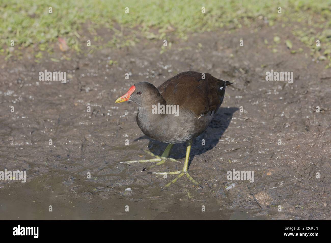 Marsh hen hi-res stock photography and images - Alamy