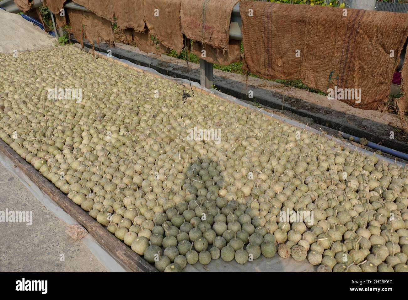 Ripe Wood Apple fruits (Limonia Acidissima) are lined up under the open ...