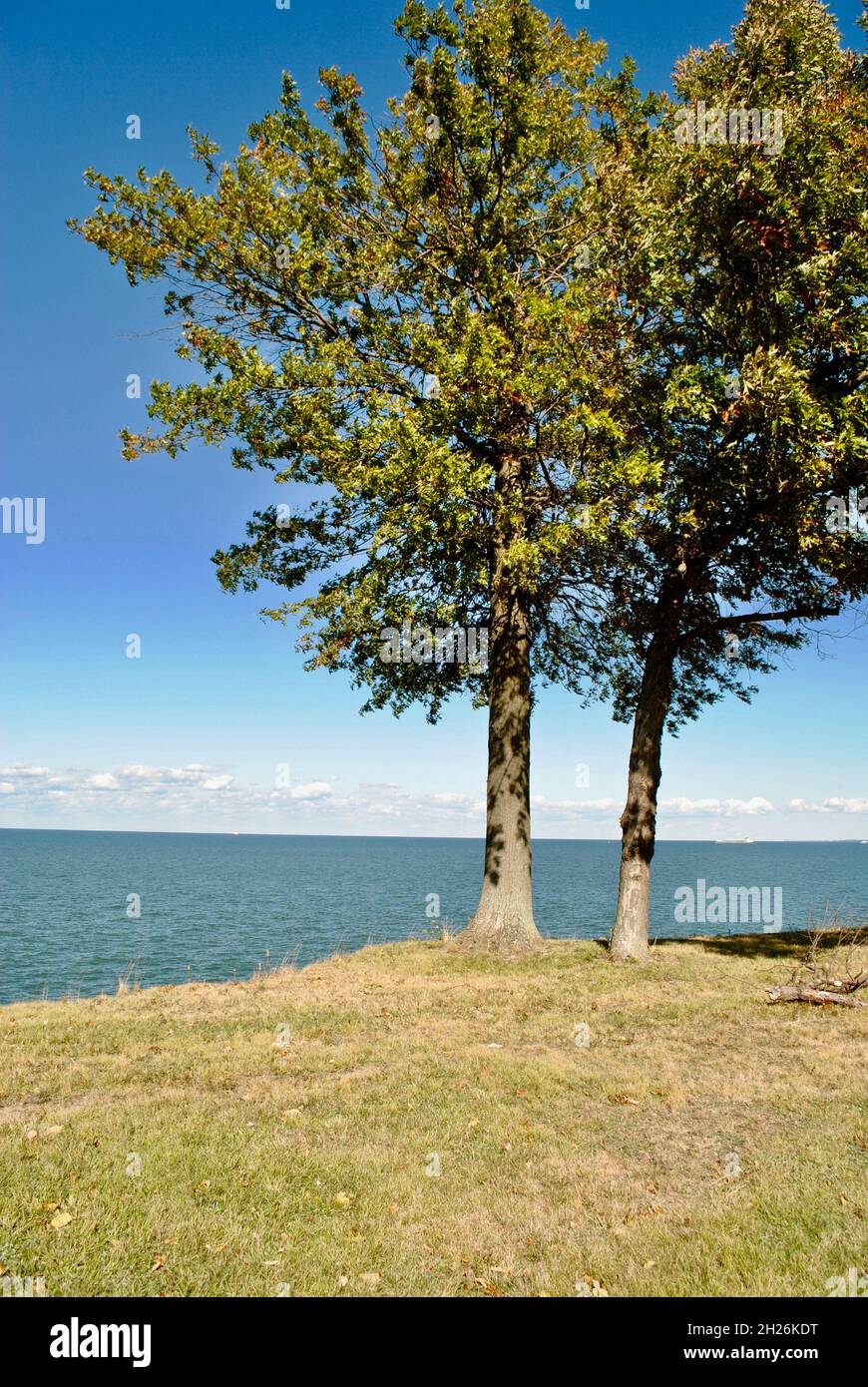 Two trees by Lake Erie in Lakewood, Ohio Stock Photo - Alamy