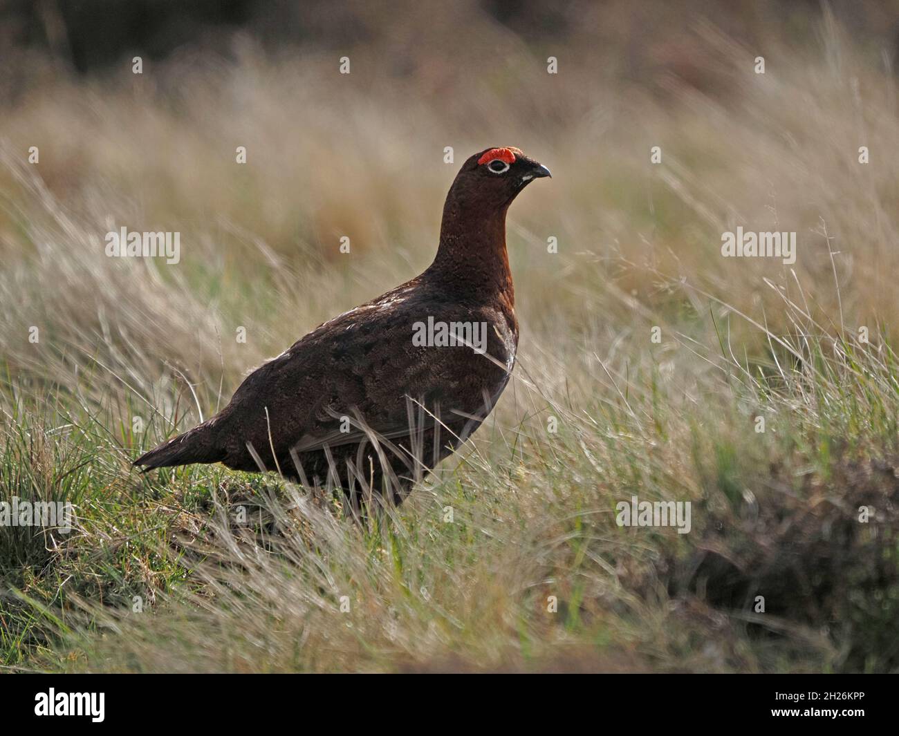 Red eyebrows hi-res stock photography and images - Alamy