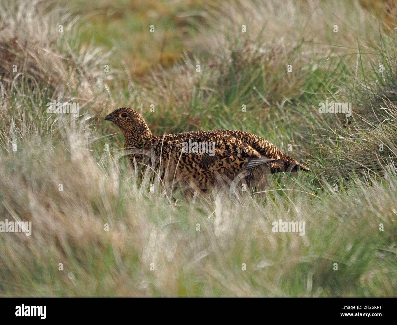 single female Red Grouse ( Lagopus lagopus) with cryptic plumage ...